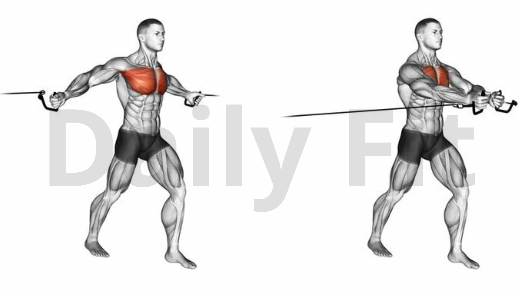 Comprendre les Pectoraux chez la Femme - Daily Fit