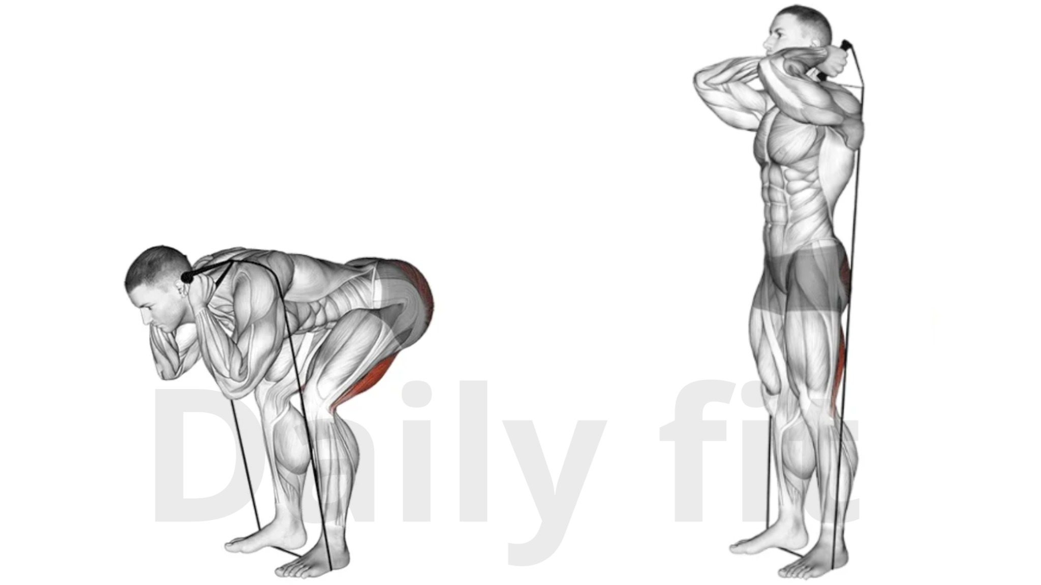Good Morning en Musculation : Position & Muscles
