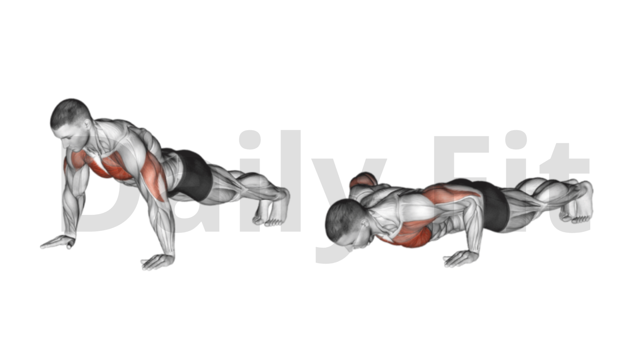 Comprendre les Pectoraux chez la Femme - Daily Fit