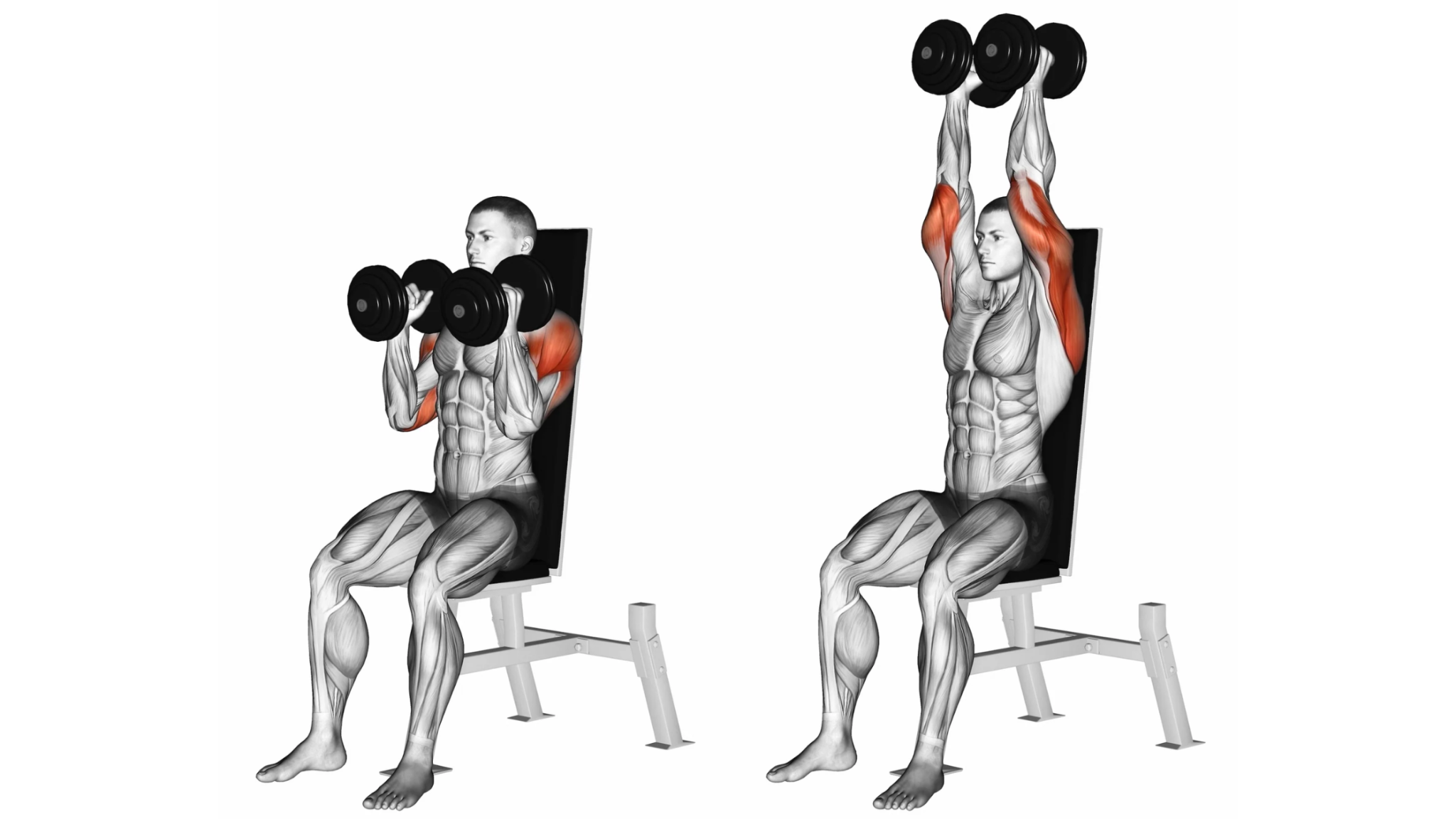Shoulder Press (Développé Epaules) : Machine et Barre