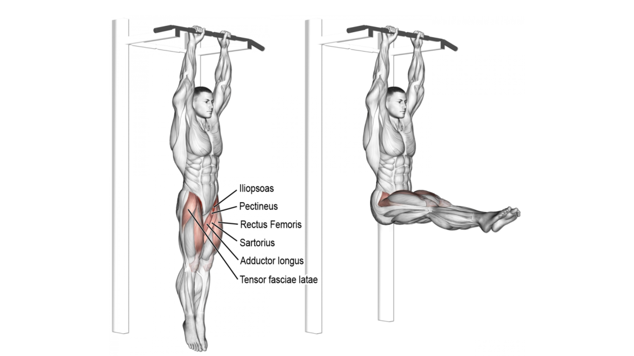 Relevés de Jambes : Techniques et Conseils ! +4 Variantes